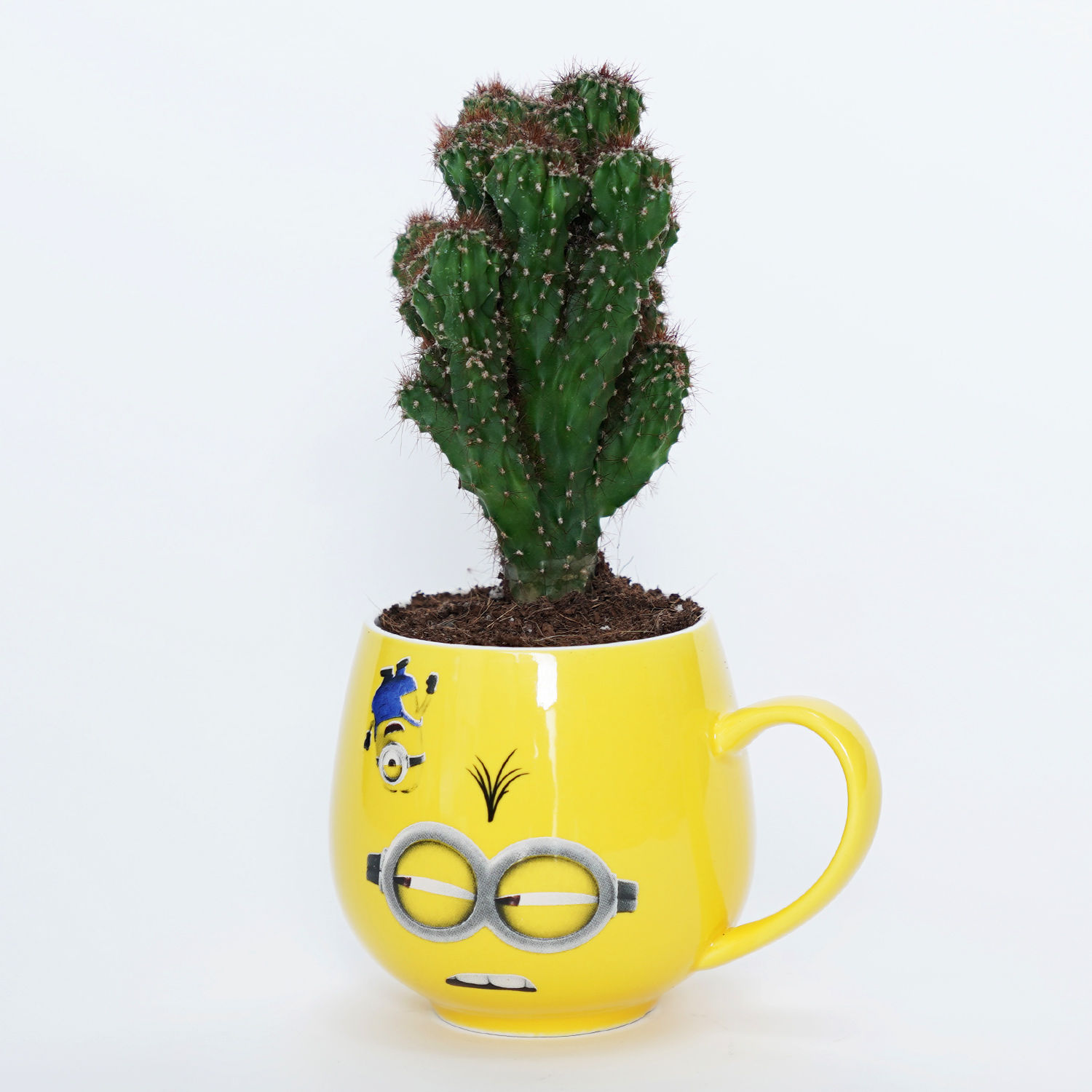 Online Cactus In Minion Pot Gift Delivery in UAE - FNP